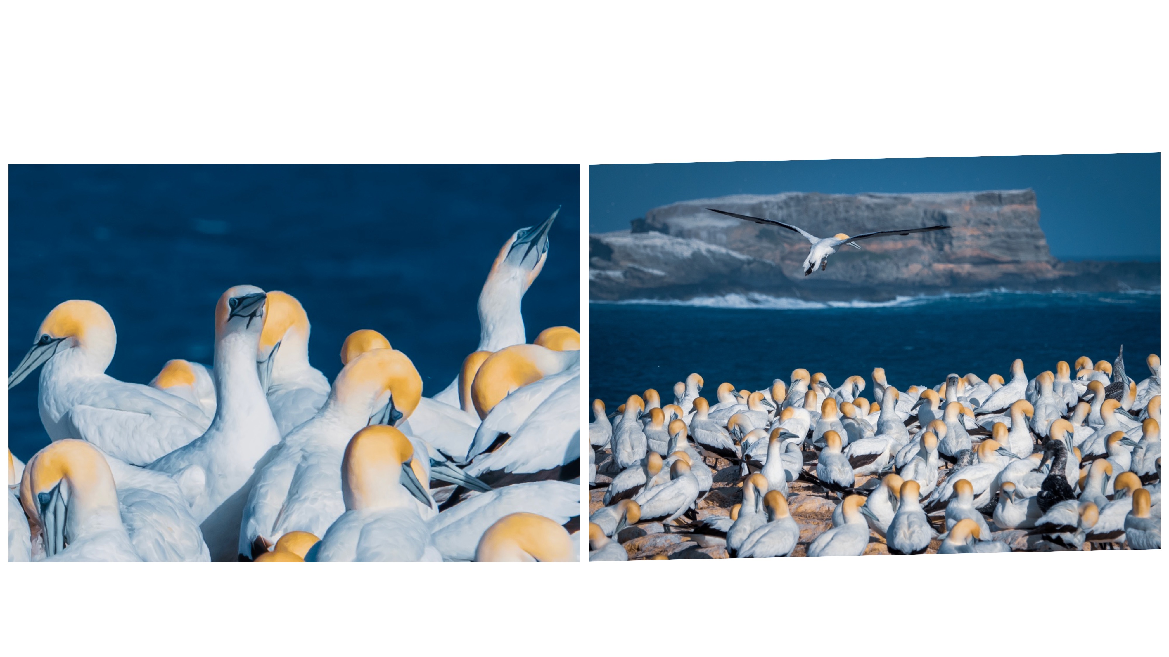 Let’s talk about colonisation – Pen Paint and Scalpel